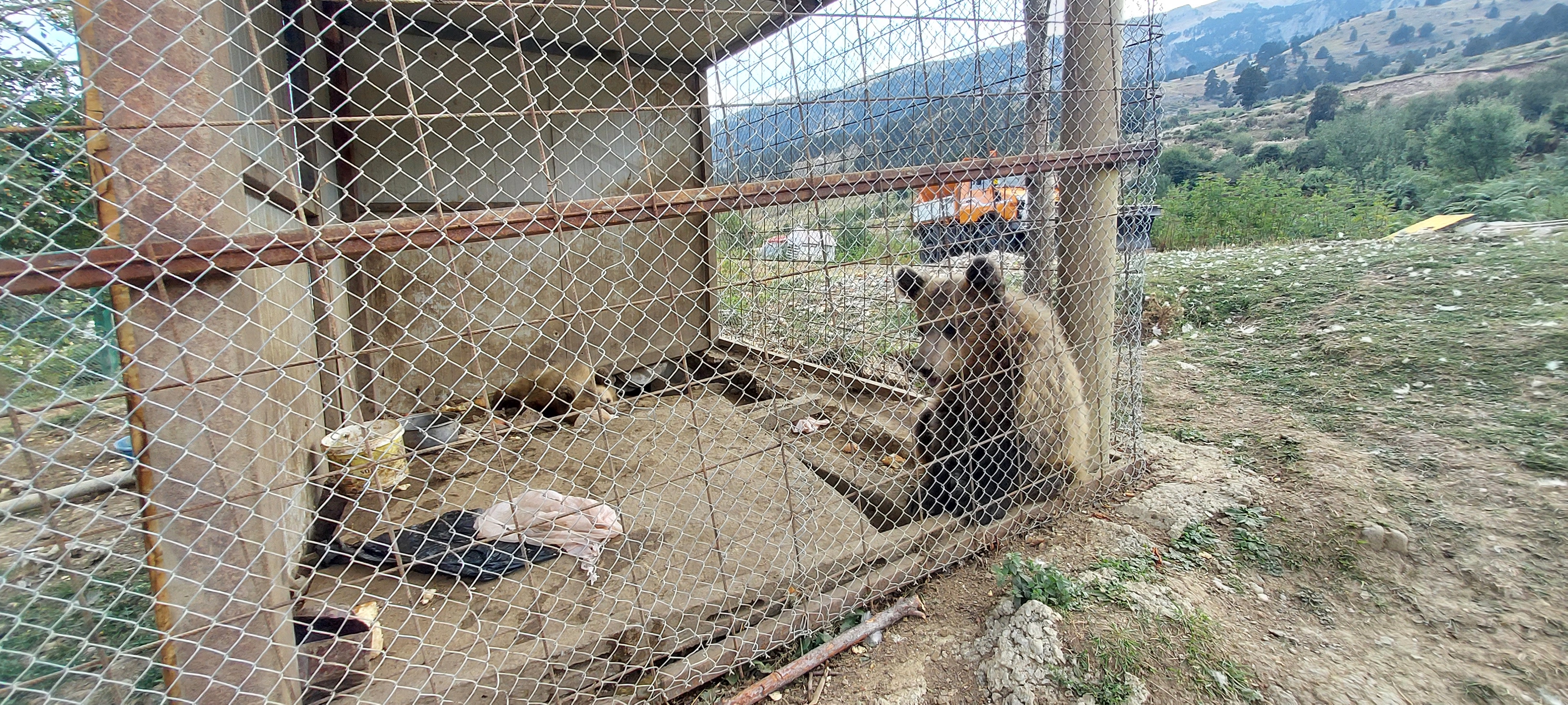 End illegal private bear keeping in Albania | FOUR PAWS